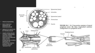 Peripheral nerve injuries-ASSESSMENT AND TENDON TRANSFERS IN RADIAL ...