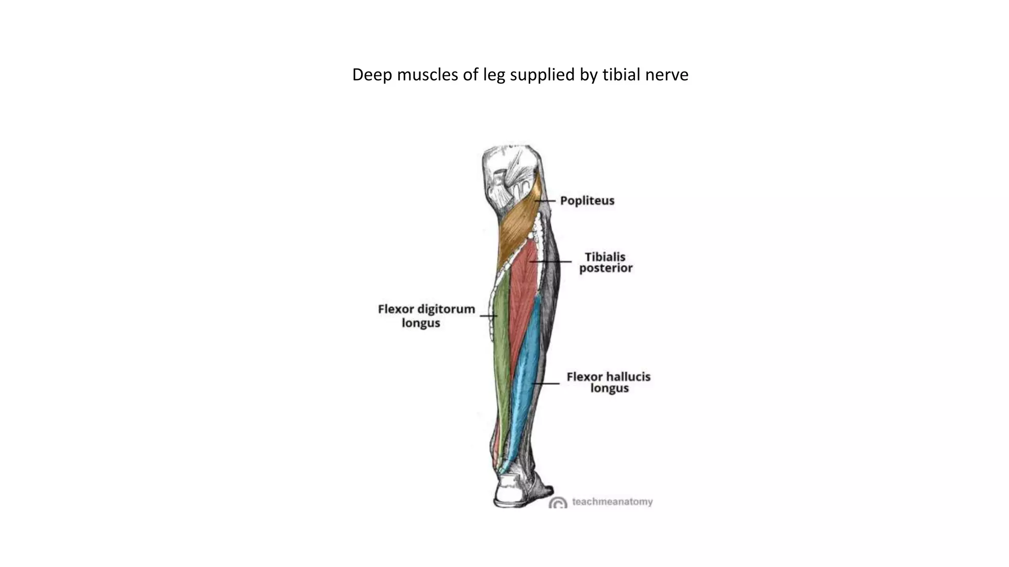 PERIPHERAL NERVE INJURIES.pptx