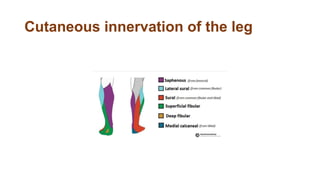 PERIPHERAL NERVE INJURIES.pptx