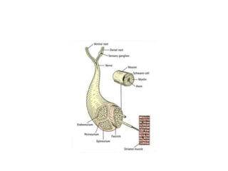 peripheral nerve injuries CLASSSIFICATION.pptx