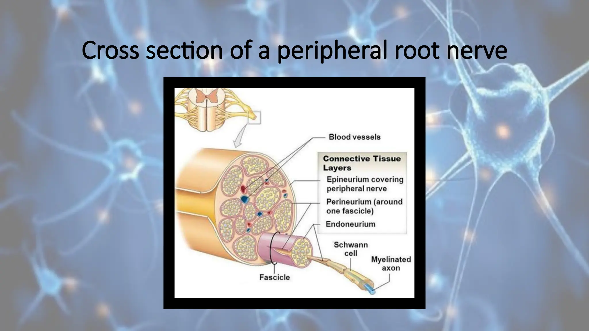peripheral nerve injuries- classification and manifestations | PPTX