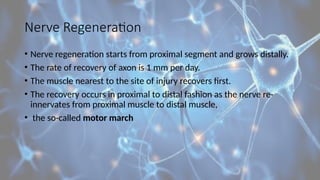 peripheral nerve injuries- classification and manifestations | PPTX