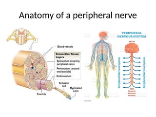 Peripheral nerve injuries lecture for MBS | PPTX