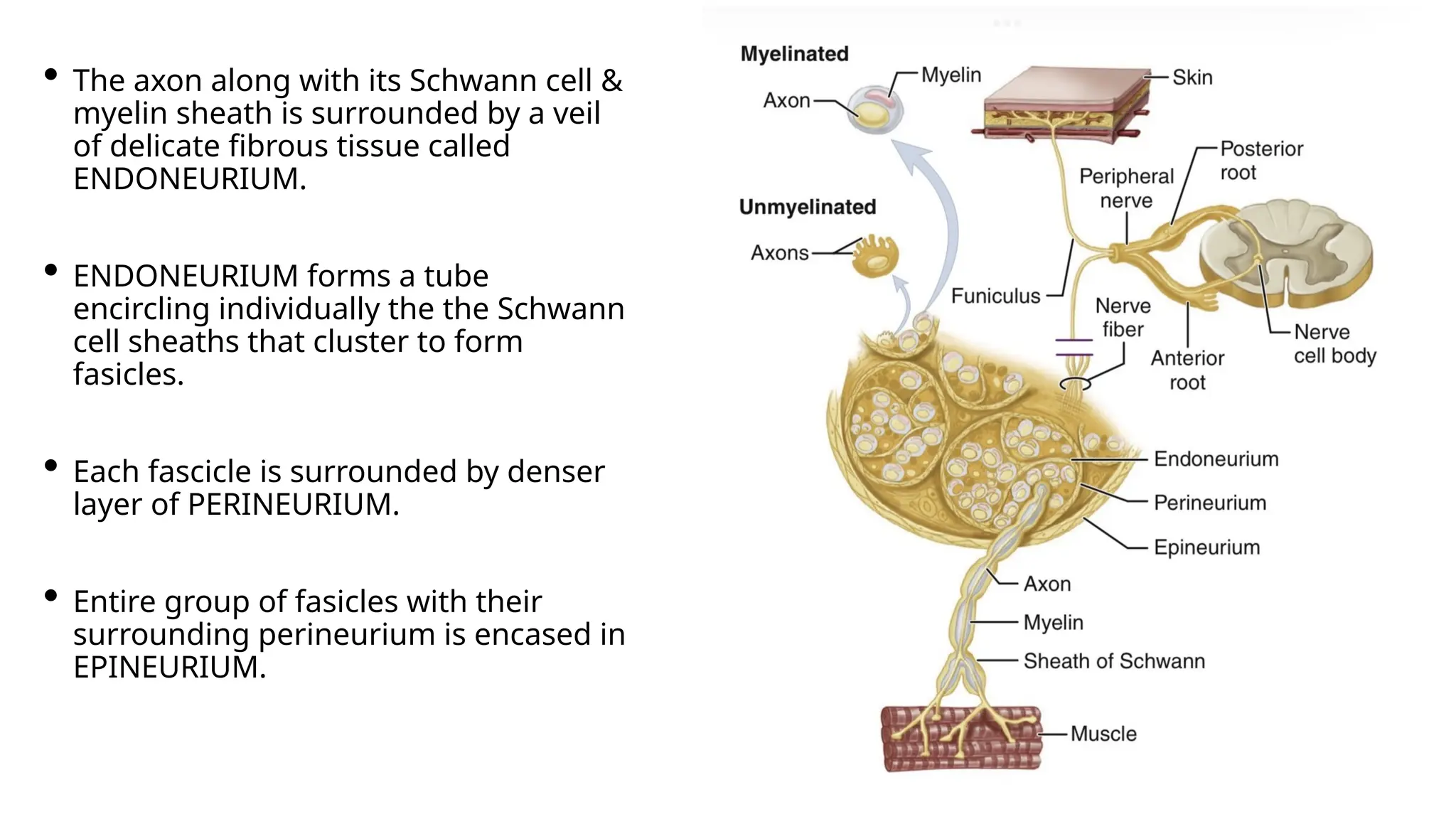 Peripheral nerve injuries (1).pptxfor ug and pg students | PPTX