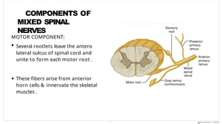 Peripheral nerve injuries (1).pptx peripheral nerve injury | PPTX