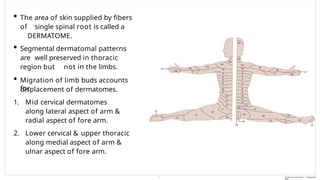 Peripheral nerve injuries (1).pptx peripheral nerve injury | PPTX