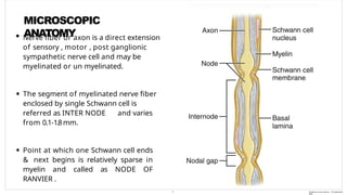 Peripheral nerve injuries (1).pptx peripheral nerve injury | PPTX