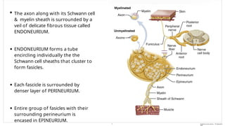 Peripheral nerve injuries (1).pptx peripheral nerve injury | PPTX