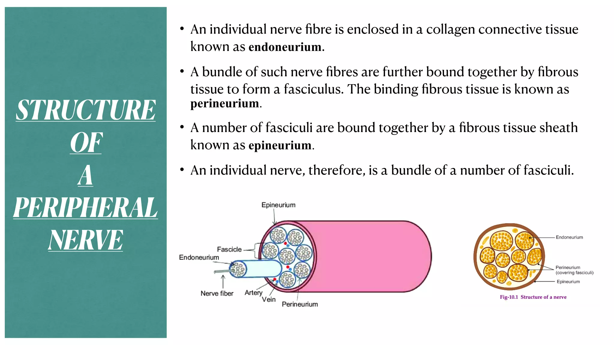 Peripheral nerve injuries by Dr.Harishma R.pdf