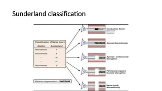 peripheral nerve injury and examinations | PPT