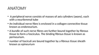 peripheral nerve injury and examinations | PPTX