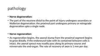 peripheral nerve injury and examinations | PPT
