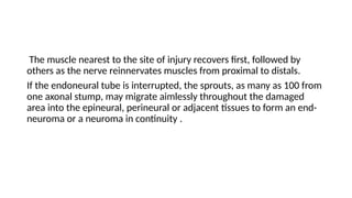 peripheral nerve injury and examinations | PPT