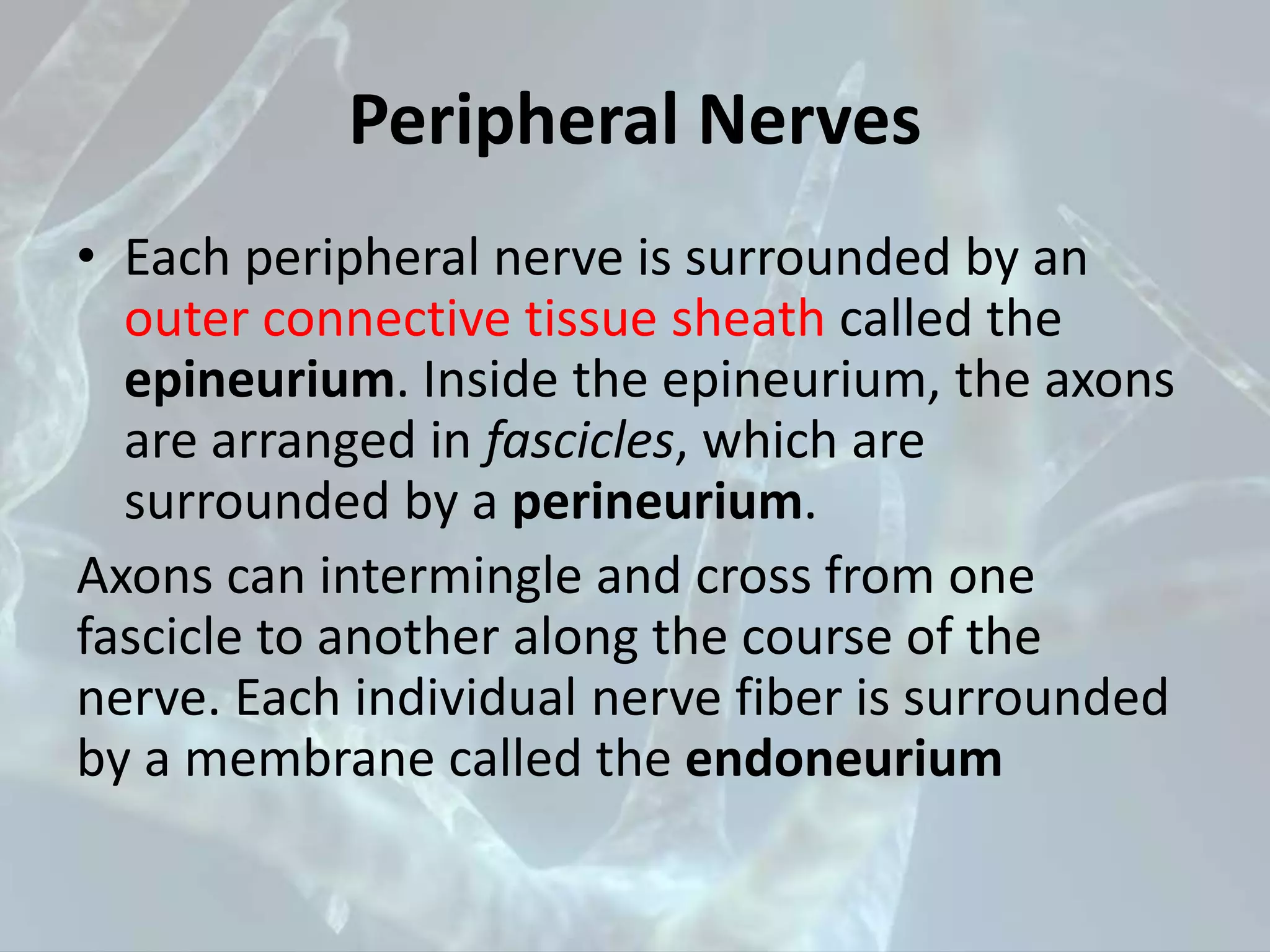 Peripheral nerve injury | PPTX