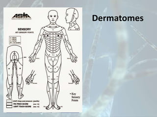 Peripheral Nerve Map