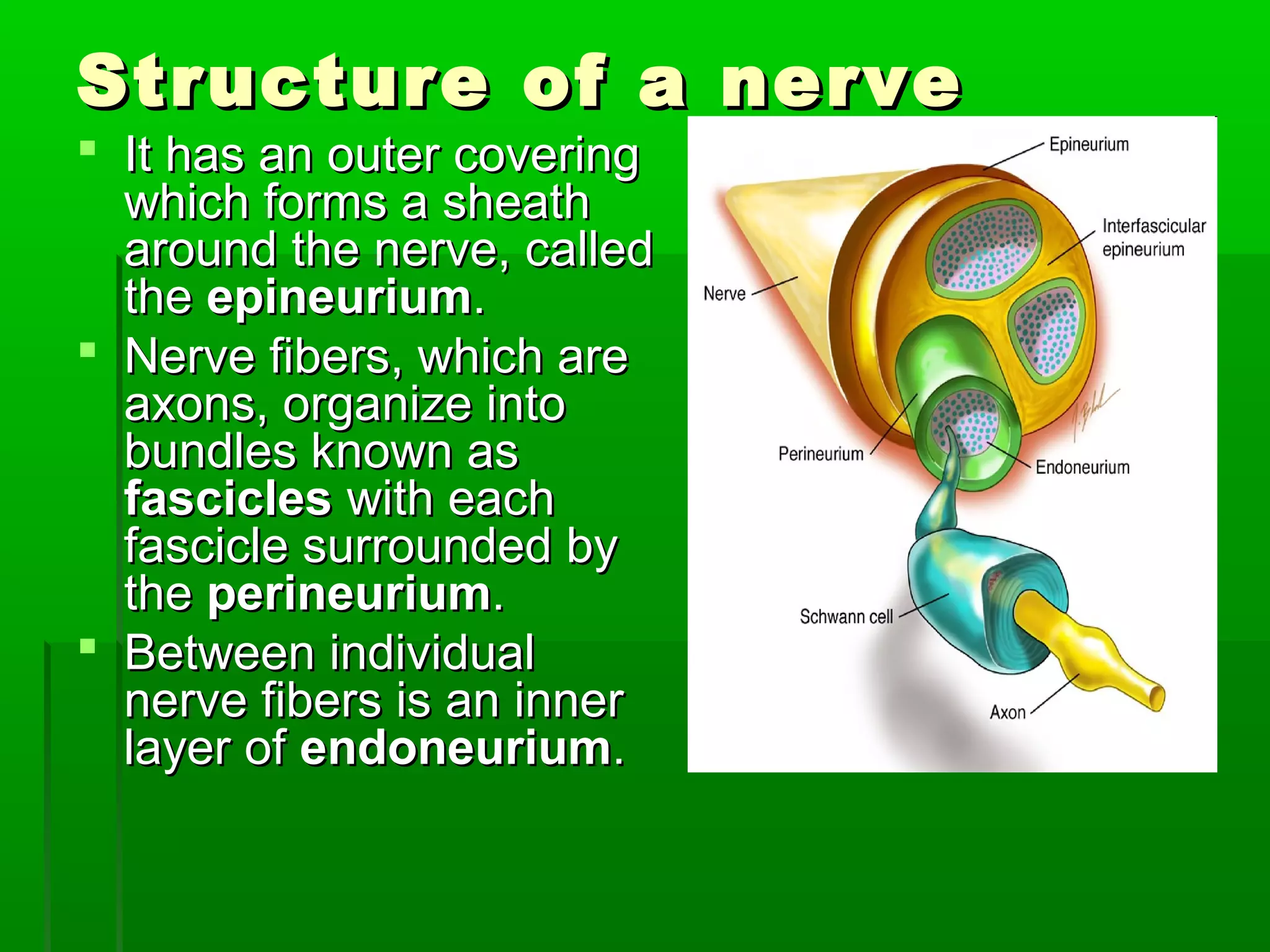 Peripheral nerve injury | PPT