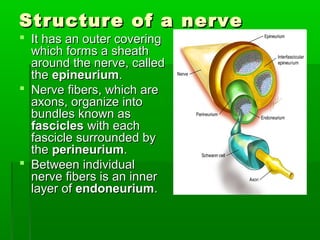 Peripheral nerve injury | PPT