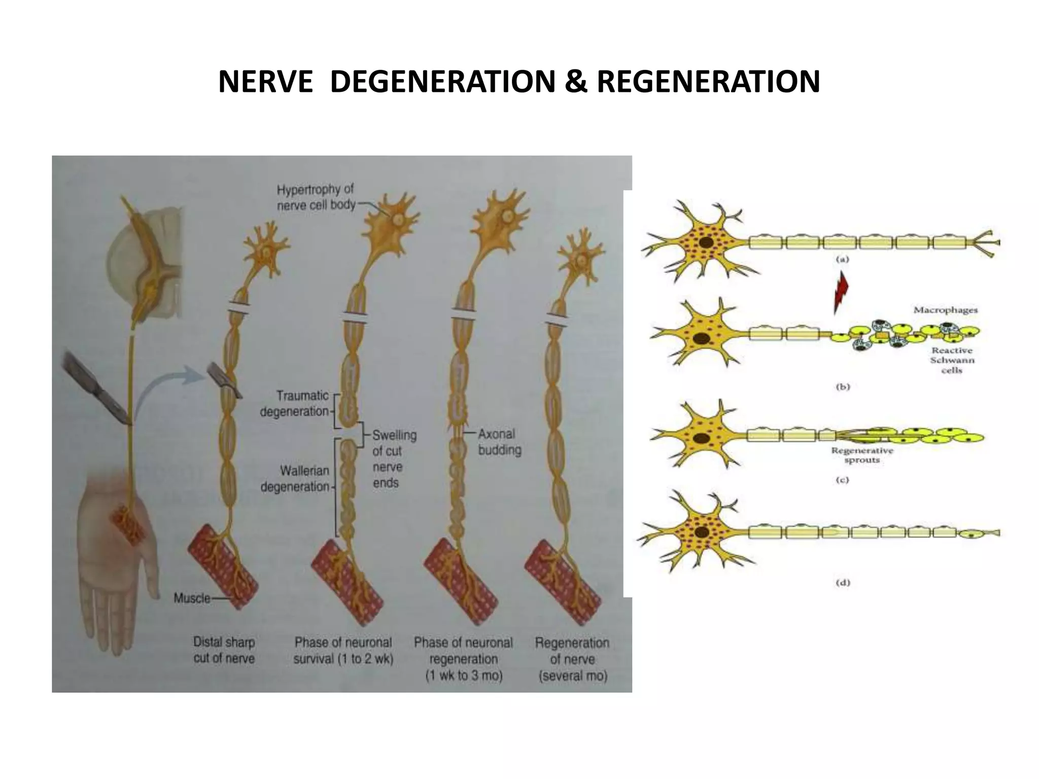 Peripheral nerve injury | PPTX