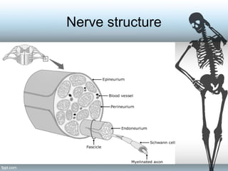 Peripheral nerve injury | PPT