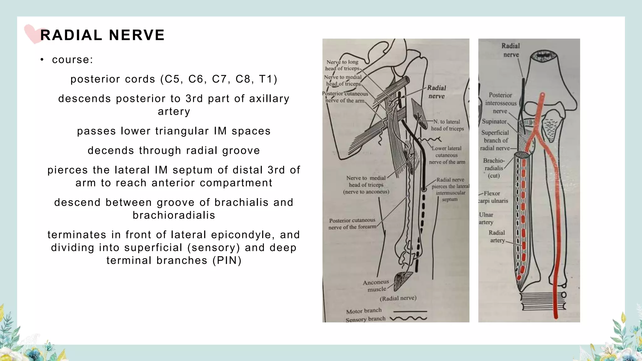 PERIPHERAL NERVE INJURY.pptx