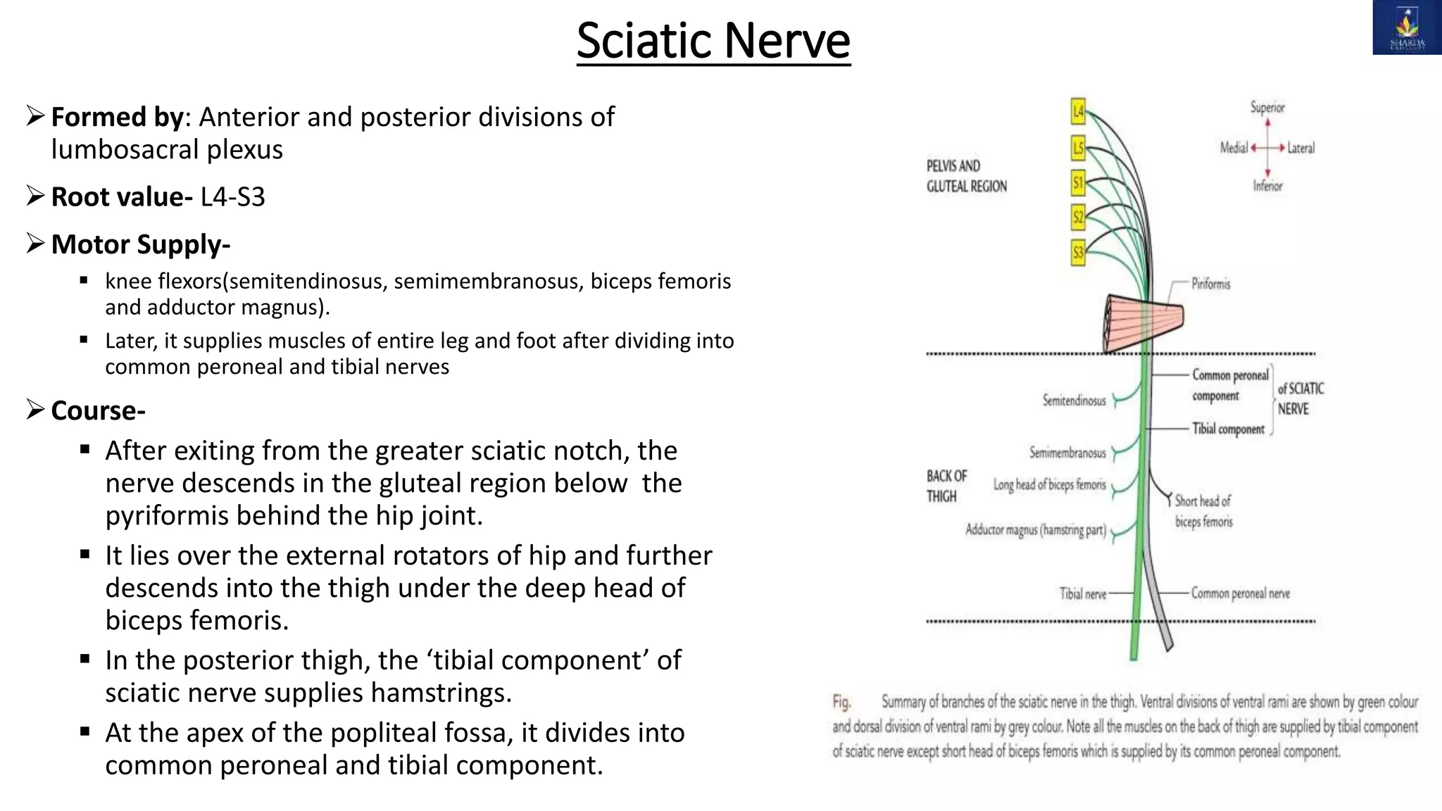 Peripheral Nerve Injury (Lower Limb) | PPTX
