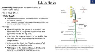 Peripheral Nerve Injury (Lower Limb) | PPT