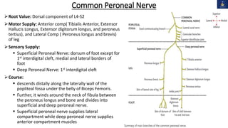 Peripheral Nerve Injury (Lower Limb) | PPT