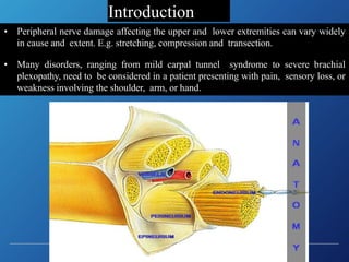 Peripheral nerve injury by dr ashutosh | PPTX