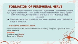 peripheral nerve injury by srija sen chowdhury .pptx