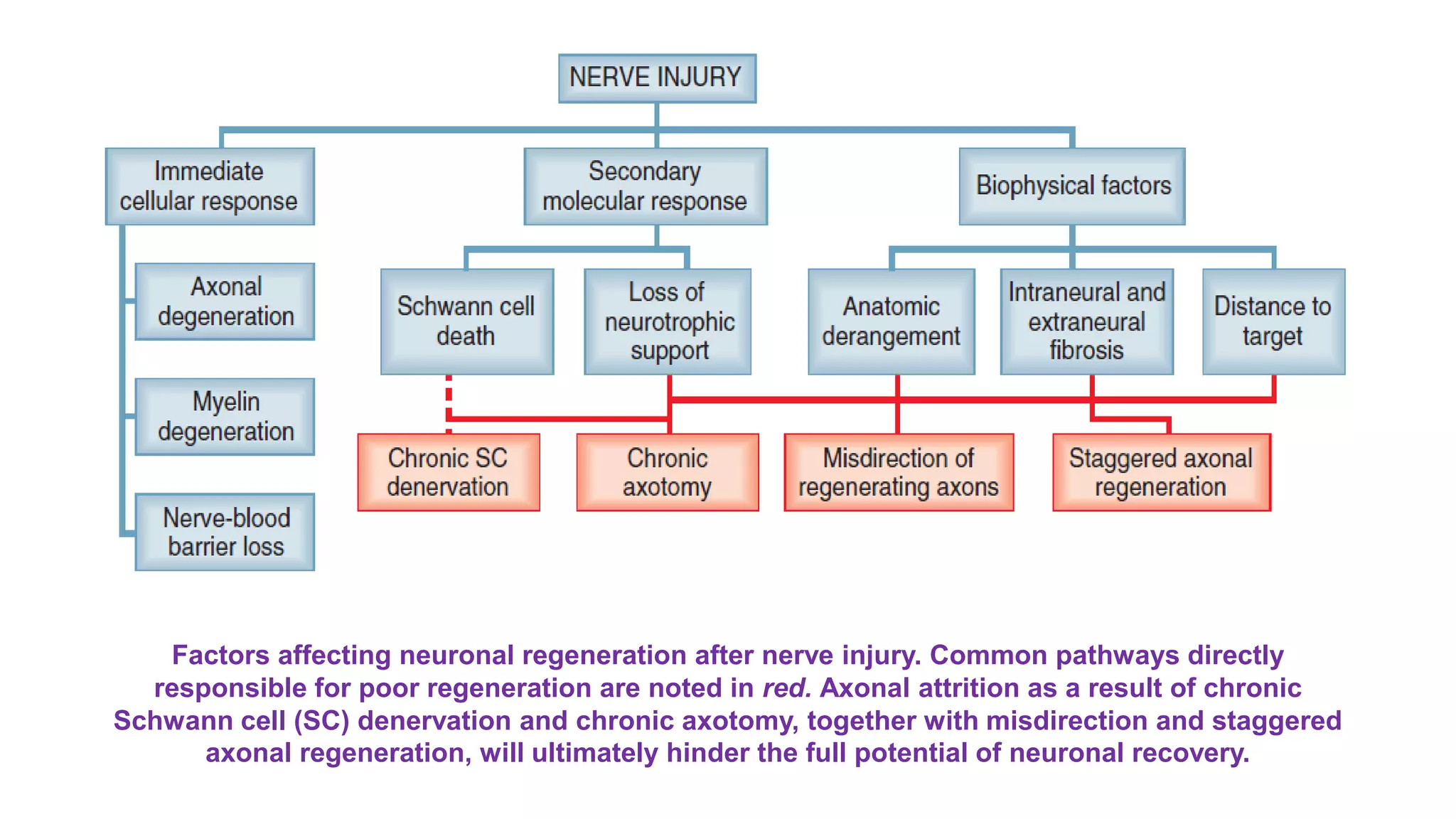 peripheral nerve injury new.pptx