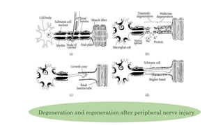 peripheral nerve injury new.pptx