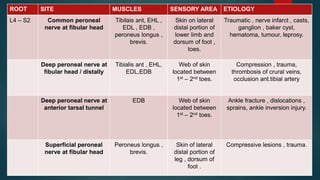 PERIPHERAL NERVE LL_105612.pptx