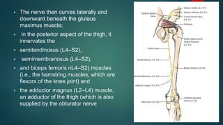PERIPHERAL NERVE LL_105612.pptx
