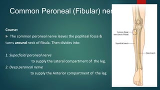 PERIPHERAL NERVE LL_105612.pptx