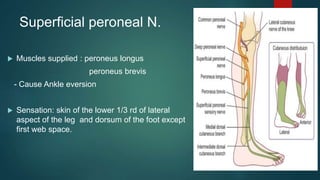 PERIPHERAL NERVE LL_105612.pptx