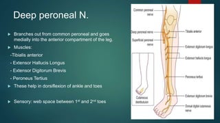 PERIPHERAL NERVE LL_105612.pptx