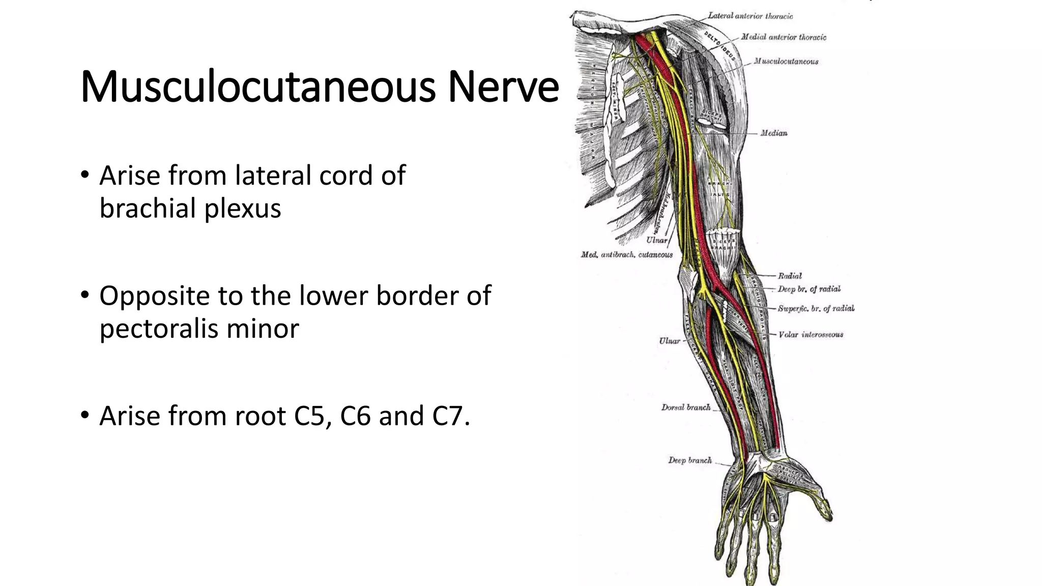 Peripheral nerve injuries of upper limb | PPTX
