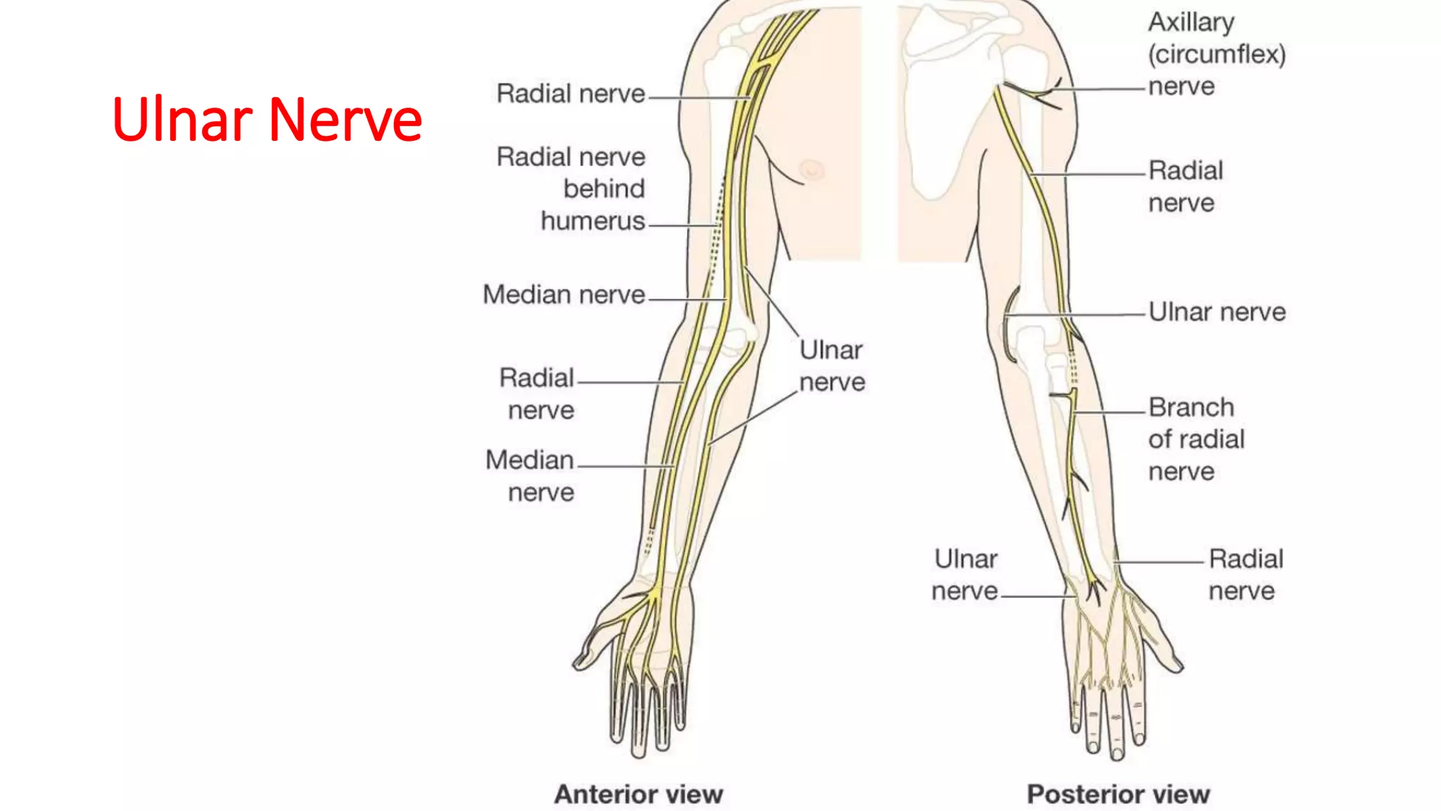 Peripheral nerve injuries of upper limb | PPTX