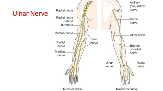 Peripheral nerve injuries of upper limb | PPTX