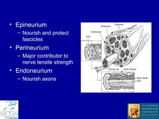 Peripheral Nerve Repair | PPT