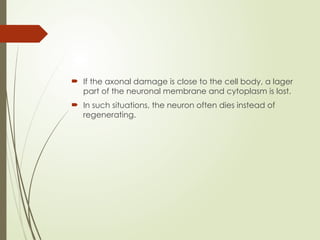 Peripheral Nerves 2024 and their adaptions | PPTX
