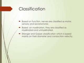 Peripheral Nerves 2024 and their adaptions | PPTX