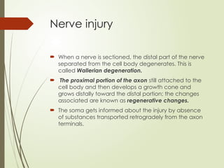 Peripheral Nerves 2024 and their adaptions | PPTX