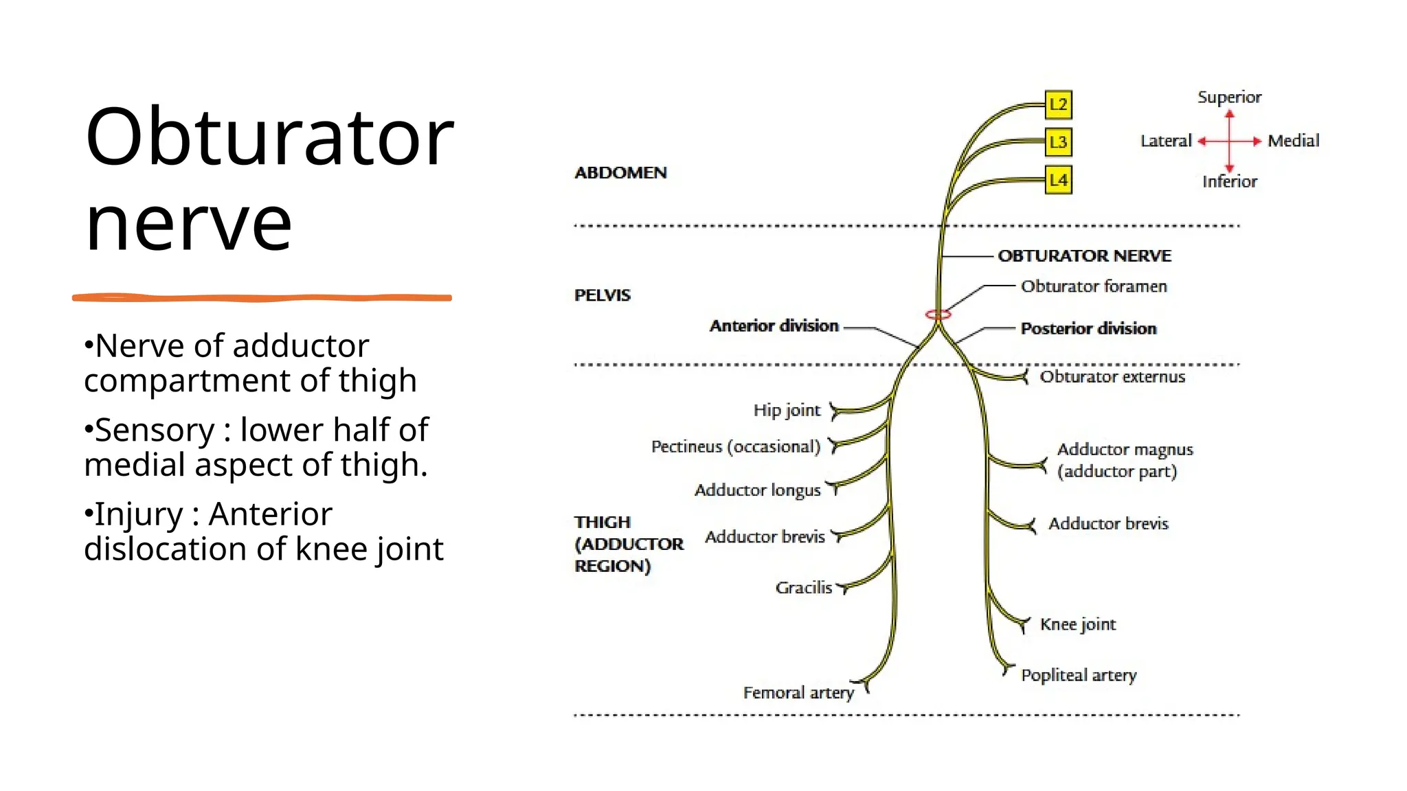 peripheral nerves of lower limb anatomy.pptx