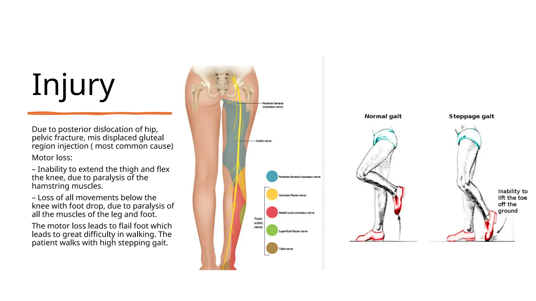 peripheral nerves of lower limb anatomy.pptx