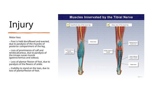 peripheral nerves of lower limb anatomy.pptx