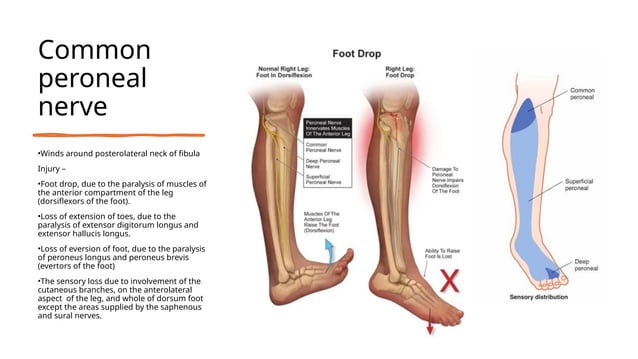 peripheral nerves of lower limb anatomy.pptx