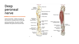 peripheral nerves of lower limb anatomy.pptx