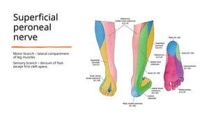 peripheral nerves of lower limb anatomy.pptx