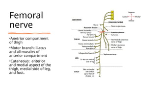 peripheral nerves of lower limb anatomy.pptx